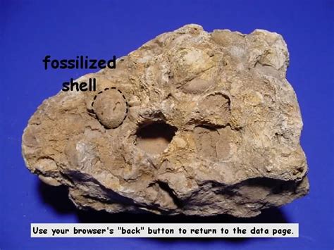 Geology 1405 Lab At Baylor University Sedimentary Rocks