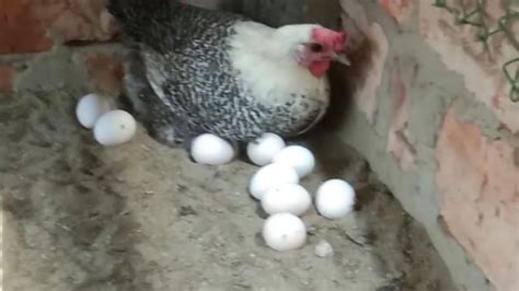 ডিমপাড়া মিশরীয় ফাউমি মুরগি পিস ৪৯০ টাকা বয়স ৪মাস ২৩দিন Faumimurgi Youtube