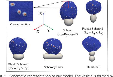 Figure 1 From A Theoretical Model Of Eﬃcient Phagocytosis Driven By Curved Membrane Proteins And