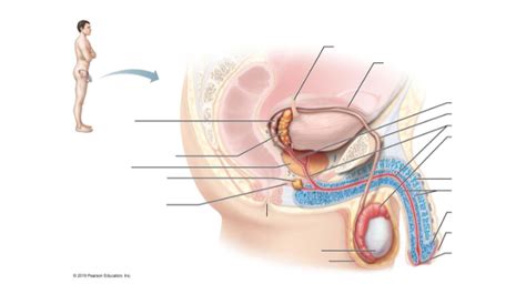 Lab 4 Practical Diagram Quizlet