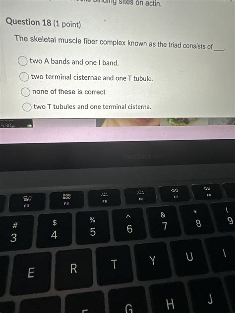 Solved Question 18 1 ﻿point The Skeletal Muscle Fiber