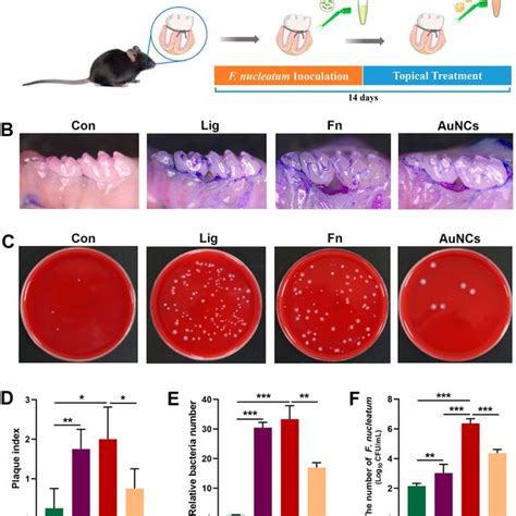 Effects Of Topical Treatment With Auncs On Dental Plaque Biofilms A Download Scientific