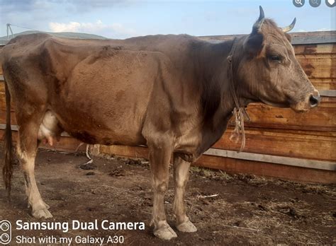 СҮҮНИЙ ЧИГЛЭЛИЙН ОХИН ТУГАЛТАЙ ҮНЭЭ ЗАРНА