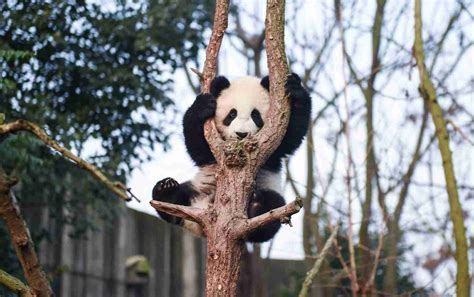 6 Reasons Why Pandas Are Bad At Surviving Explained