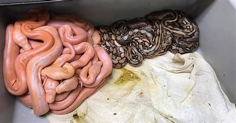 Reticulated Pythons Self Segregated Just After Hatching Album On Imgur