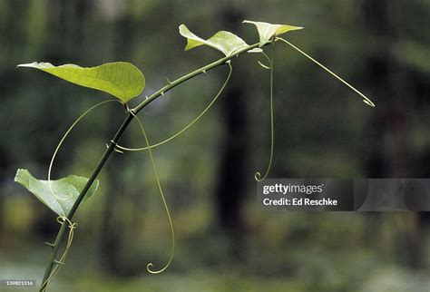 Tendril Of Common Greenbriar Smilax Rotundifolia These Tendrils Are