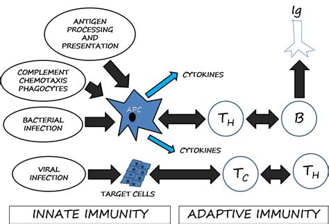 Medicine And Surgery Innate Immune System