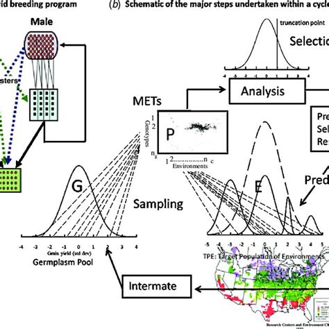 Schematic Of The Changes In Scale Of Testing As A Maize Breeding Download Scientific Diagram