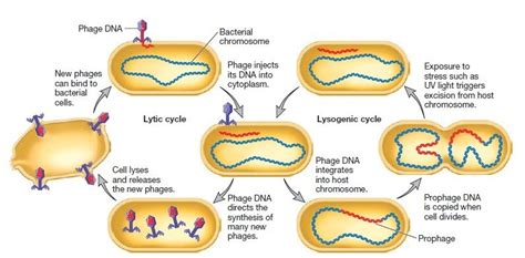Bacteriophage Characteristics And Replication Of Lytic And Lysogenic Cycle