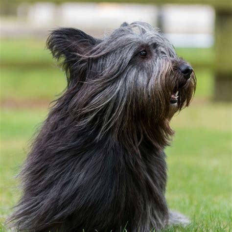 Skye Terrier Full Profile History And Care