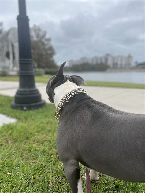 Scooby The Pitbull Official Portfolio