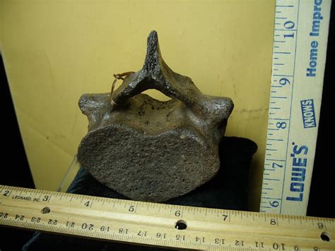 Fossil Manatee Vertebra 072421f The Stones And Bones Collection