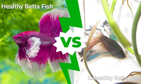 Sick Betta Fish Behavior Is My Betta Sick Or Am I Paranoid Gills