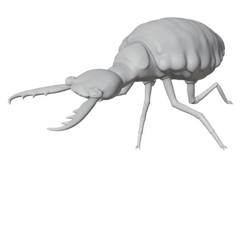 🕷️ Antlion Insect・ Stl File For 3d Printing・cults
