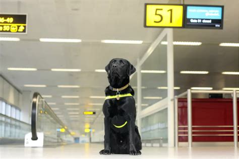 An Ounce Of Biosecurity Prevention Is Worth Two Pounds Of Cure