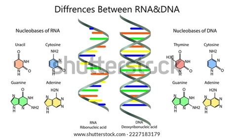 Poster Showing Differences Between Rna Dna Stock Illustration 2227183179 Shutterstock
