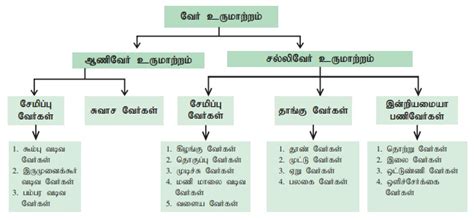 வேற்றிட வேர் உருமாற்றம் தாவரவியல் Adventitious Root Modification