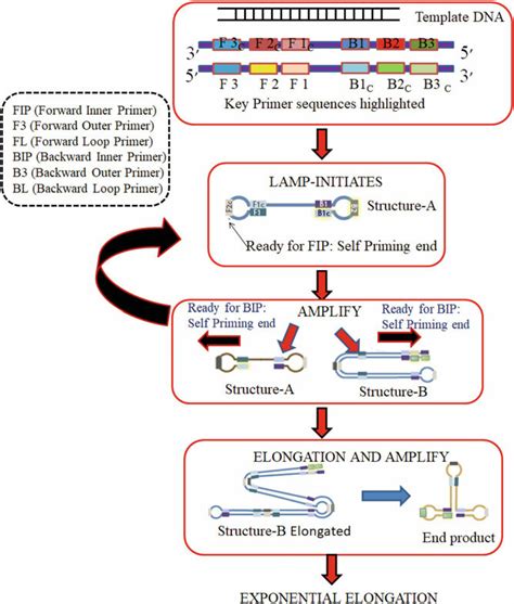 4 Basic Steps Involved In The Loop Mediated Isothermal Amplification Download Scientific