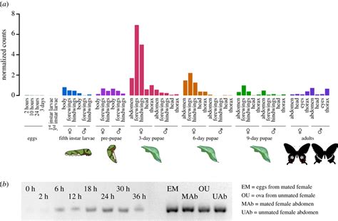 Expression Of Doublesex Across Developmental Stages And Tissues Of Download Scientific Diagram