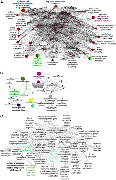 Mapping Of Mirs And Possible Pathways Des Regulated Mirs And Selected Download Scientific
