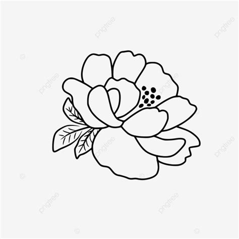 모란 꽃 선 그리기 벡터 모란 꽃 개요 Png 일러스트 및 벡터 에 대한 무료 다운로드 Pngtree