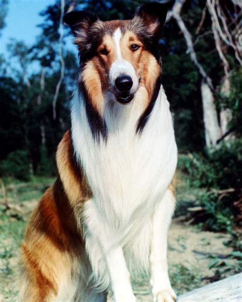 What Kind Of Dog Breed Is Lassie At Willie Liggins Blog