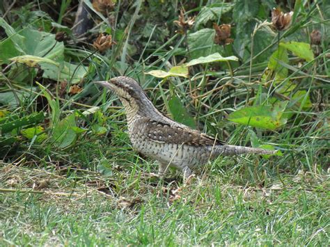 Torcol Fourmilier Nism305402