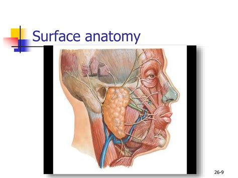 Anatomy And Embriology Of Digestive System Ppt Ppt