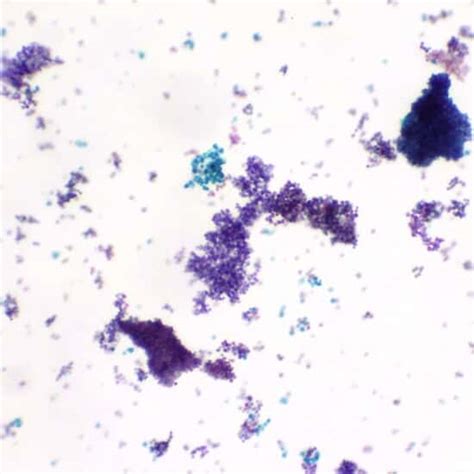 Cole Parmer Prepared Slide Budding Yeast From Cole Parmer