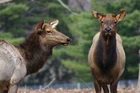 Elk Two Female Elk In The Forest Ad Female Elk Forest Elk Ad Female Elk Elk