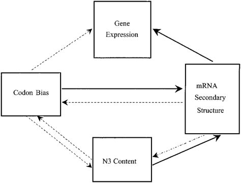 Hypothesized Interactions Between MRNA Secondary Structure Codon Download Scientific Diagram