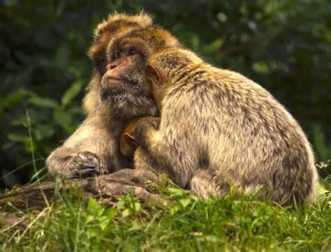 Barbary Ape Krkime