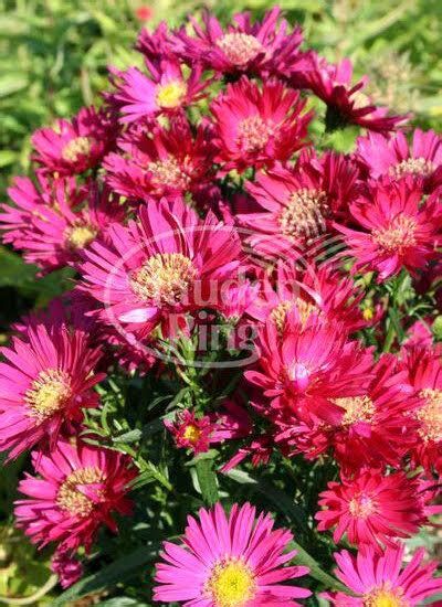 Aster Glattblatt Aster Royal Ruby‘ 625