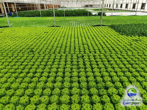 Homelandplants R Kirubhakaran Sam