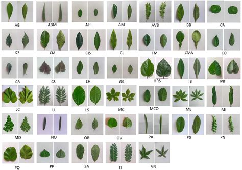 Figure 1 From Improved Medicinal Plant Leaf Classification Using Transfer Learning And Model