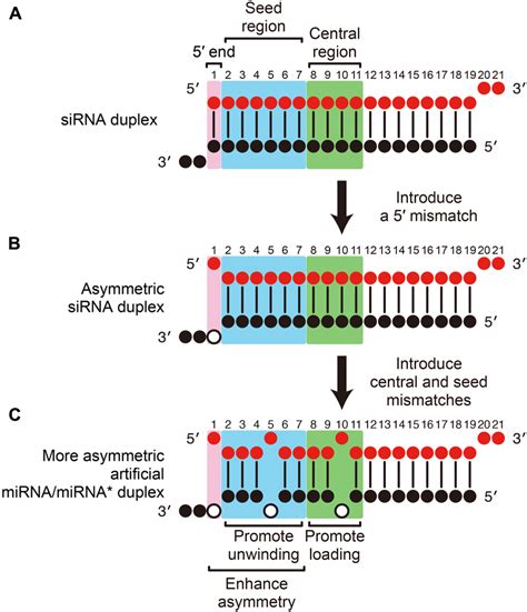 Frontiers Mirna Like Duplexes As Rnai Triggers With Improved Specificity