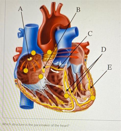 Solved Which Structure Is The Pacemaker Of The Heart