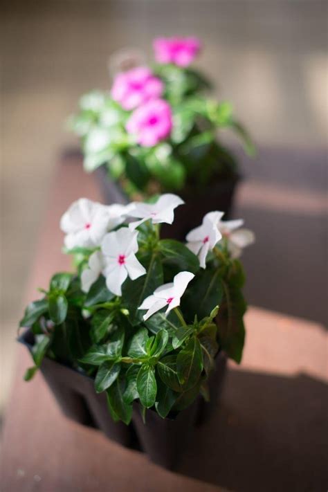 The Ultimate Guide to Caring for Your Vinca
