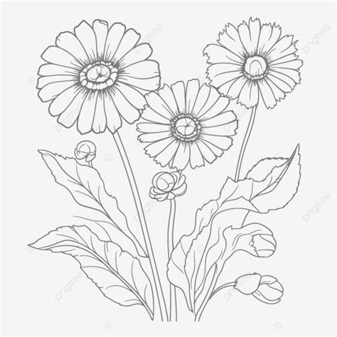 잎 윤곽선 스케치 그림이 있는 거베라 데이지 색칠 페이지 벡터 현실적인 꽃 그리기 현실적인 꽃 개요 현실적인 꽃 스케치 Png 일러스트 및 벡터 에 대한 무료