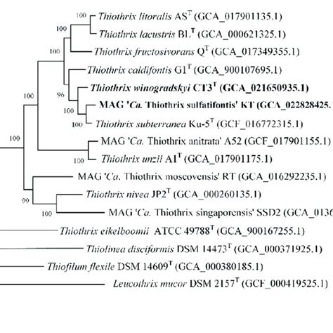 The General Properties Of Assembled Thiothrix Genomes Download