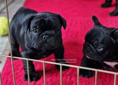 Щенки французского бульдога