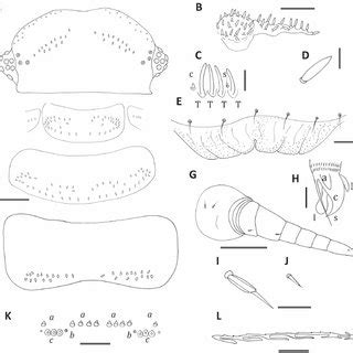 Lateral View Of Chimaera Phantasma Female Mlml Tai 182 663 Mm Tl