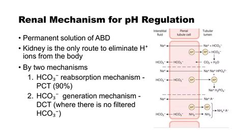 Acid Base Homeostasis Pptx