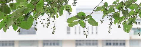 第2回 高校説明会の予約受付を開始しました 桐朋女子中学校・高等学校サイト