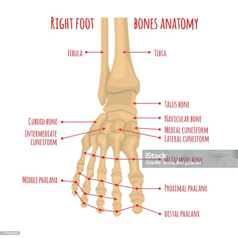 Fot Ben Anatomi Vektorgrafik Och Fler Bilder På Fot Fot Anatomi Ben Istock