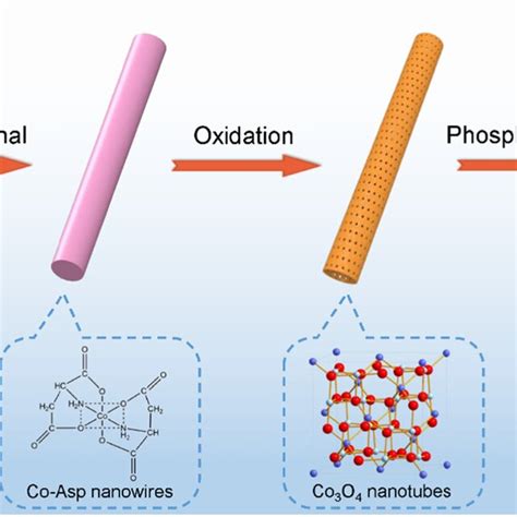 Schematic Illustration Of The Synthesis Processes Of Copcoo Pnts Pnt