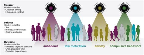 Effects Of Stress On Dopamine Circuit Structure And Function Lerner Lab Northwestern