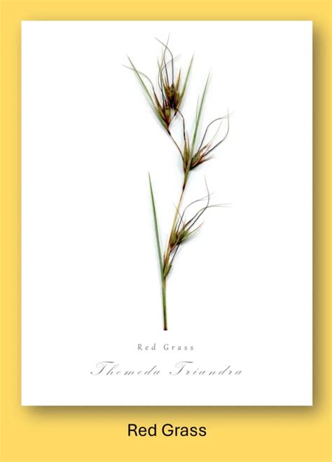 Red Grass Alut Training Red Grass Alut Training