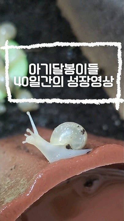 아프리카왕달팽이 부화 후 성장 변화 달팽이키우기 Youtube