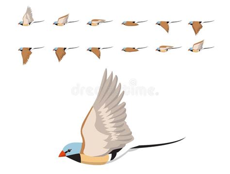 Long Tailed Finch Bird Flying Animation Sequence Cartoon Vector Stock Vector Illustration Of